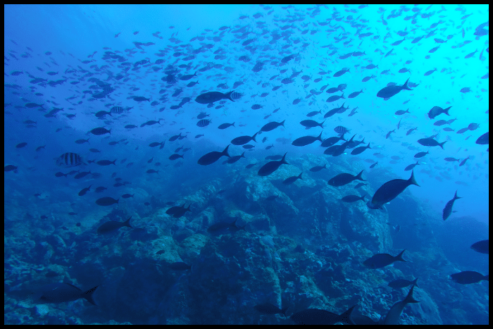 Benefits Of Fishing On The Environment | Yes, It's Helpful!