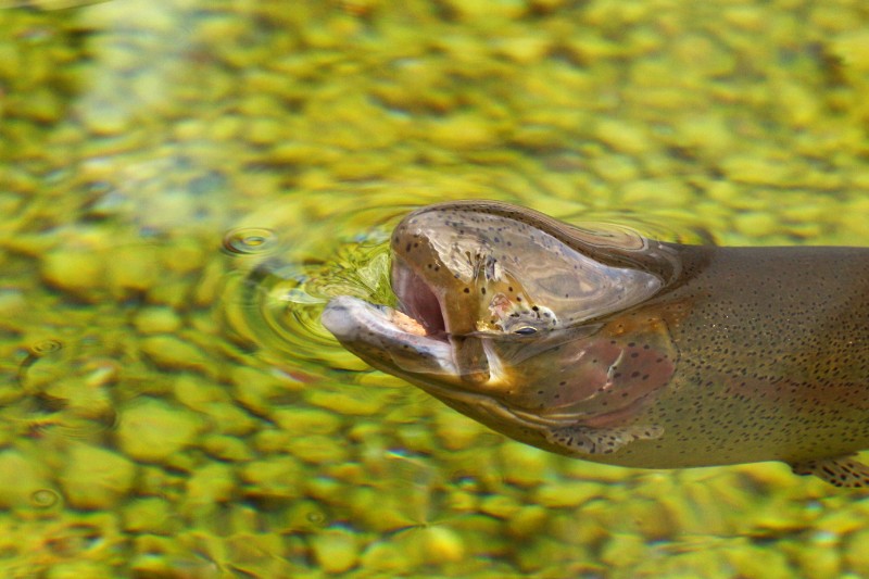 10 Favorite Trout Foods That Make Them Bite EVERYTIME!